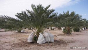 THE 20 BEST Things to Do in Yuma - 2021 - Travel Crog